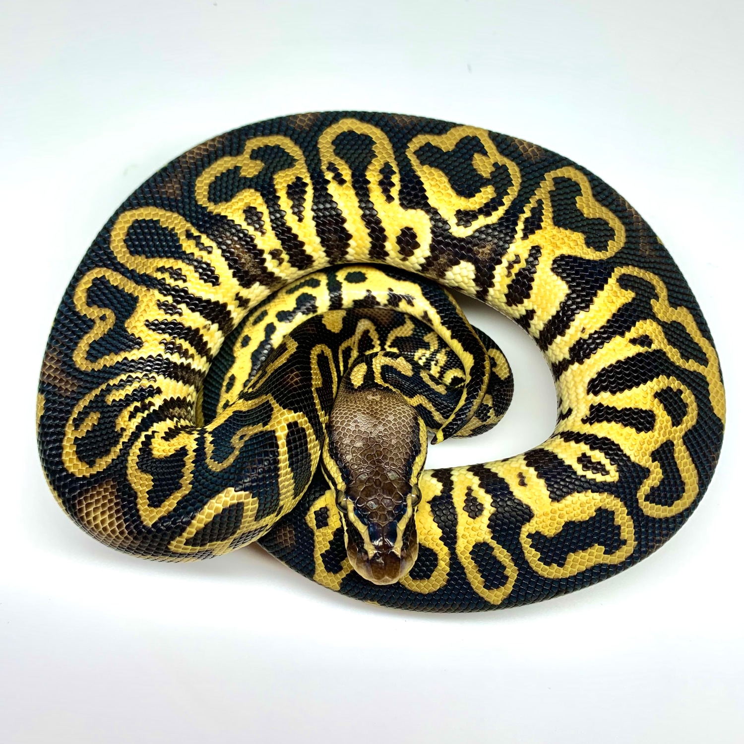 Hurricane Leopard Blaze Pastel Het Desert Ghost Ball Python by Regal ...