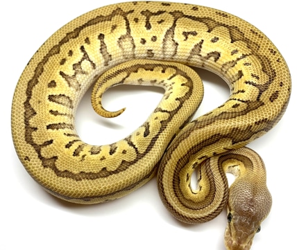 Game Of Death Ball Python by Regal Pythons - MorphMarket
