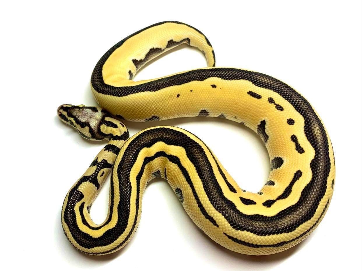 Game Of Death Ball Python by Regal Pythons - MorphMarket