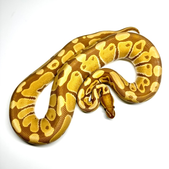 Ultramel Ball Python by Regal Pythons