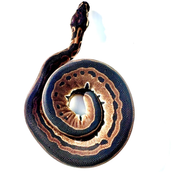 Tristripe Het Ultramel Ball Python by Regal Pythons