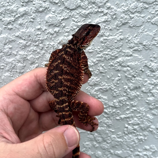 75% Red Monster Female Central Bearded Dragon by Regal Dragons