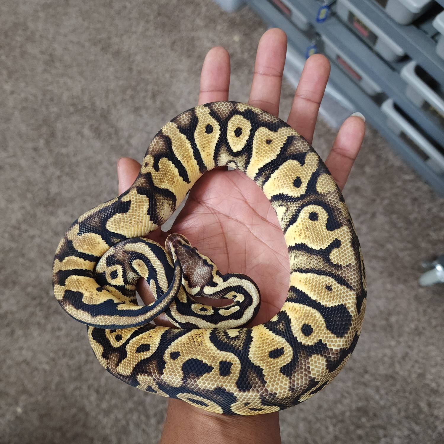 Pastel Yellowbelly Or Gravel 100% Het Clown 50% Dh Desert Ghost/Hypo ...