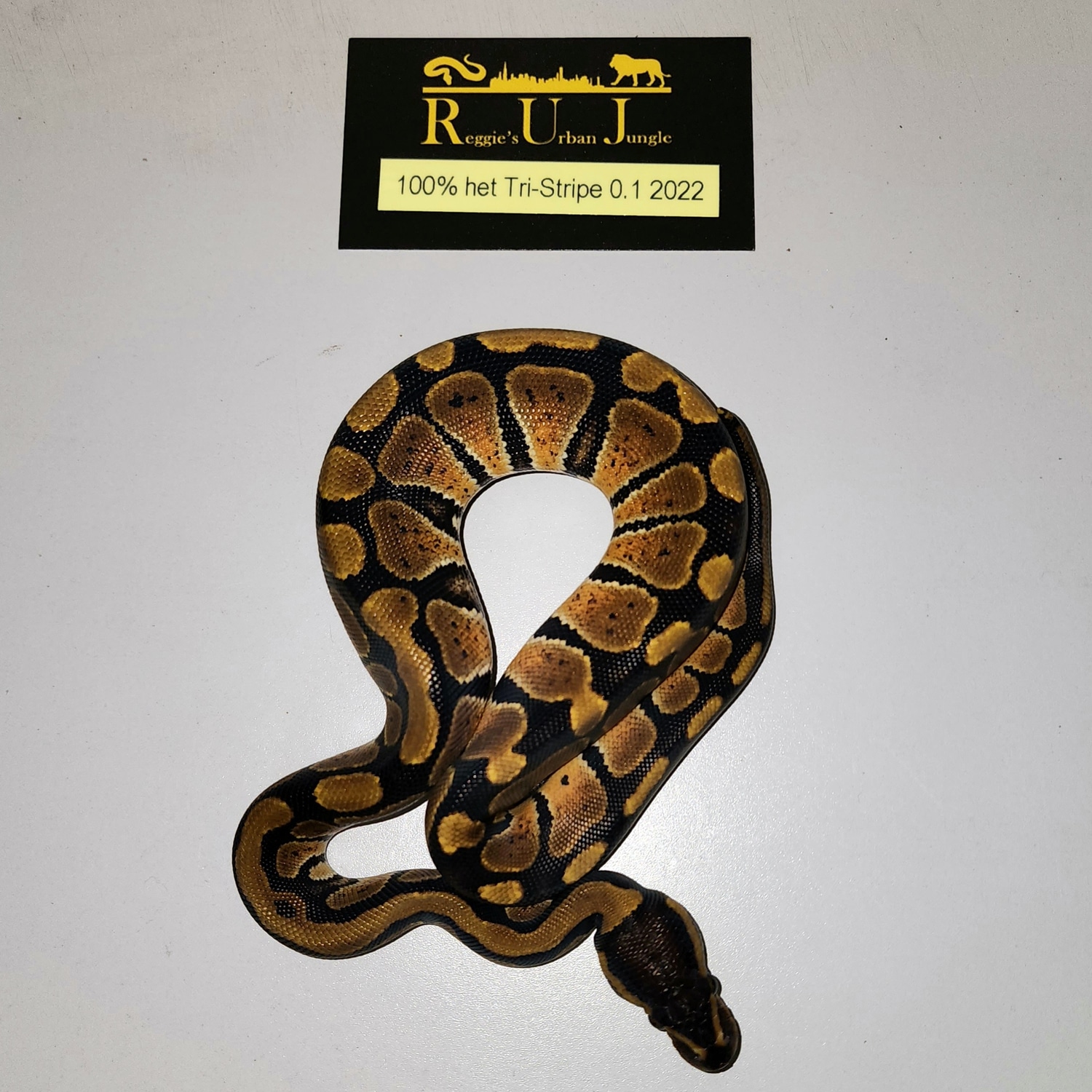 100% Het Tri-Stripe Female Ball Python by Reggie's Urban Jungle ...