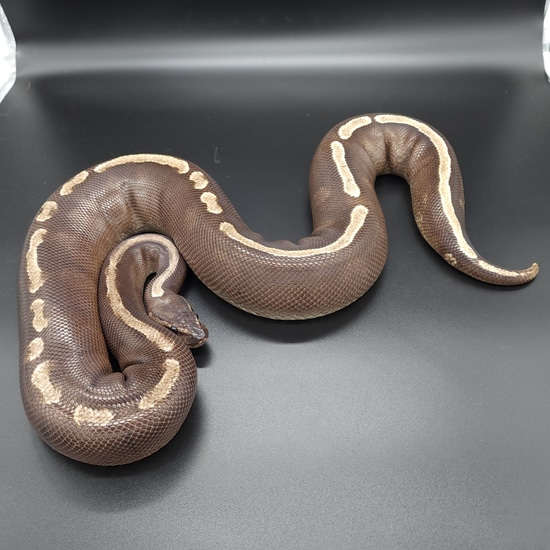 Ghi Mojave (Proven Breeder) Ball Python by Reggie's Urban Jungle