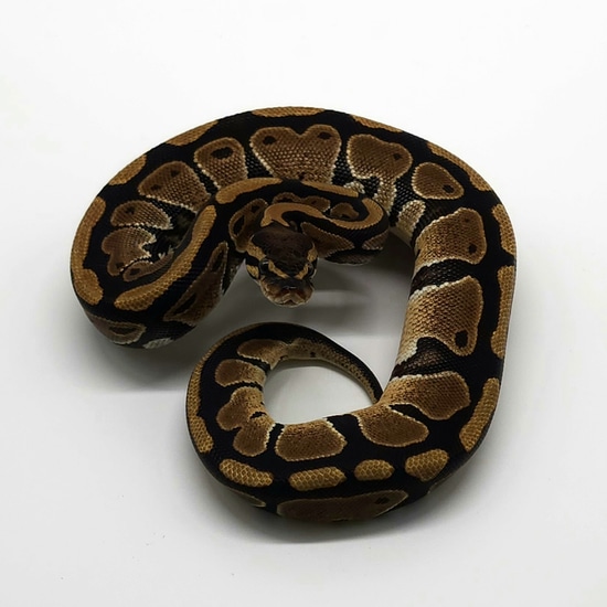 100% Dh Lavender Albino/Genetic Stripe Female Ball Python by Reggie's ...