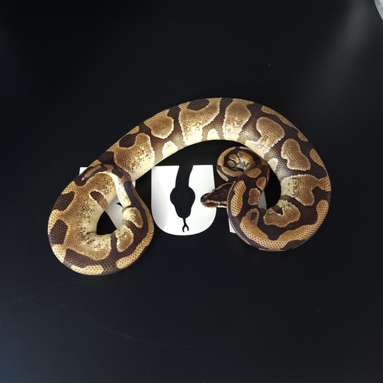 (PB) Enchi 100% Het Tri-Stripe Ball Python by Reggie's Urban Jungle