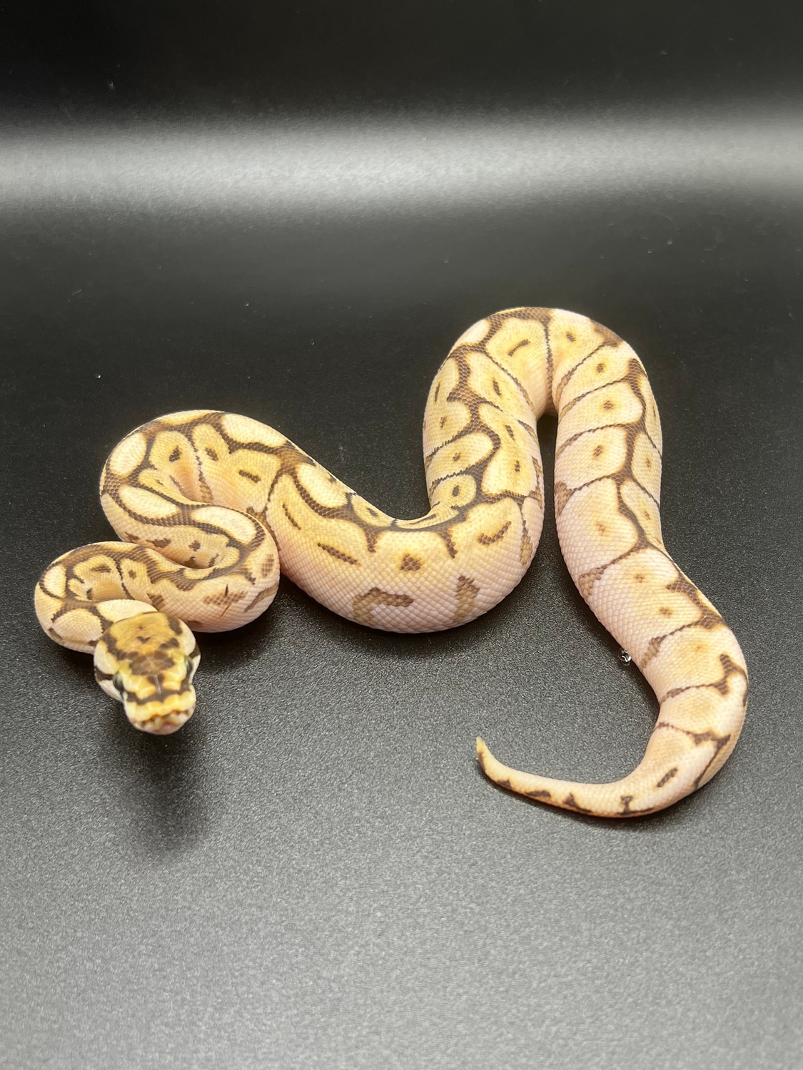 Pastel Butter Spider Ball Python by Region Reptile - MorphMarket