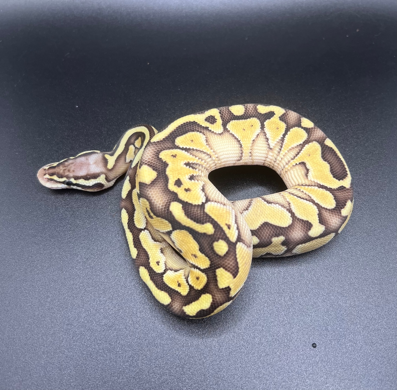 Pastel Butter Het Clown Ball Python by Region Reptile - MorphMarket