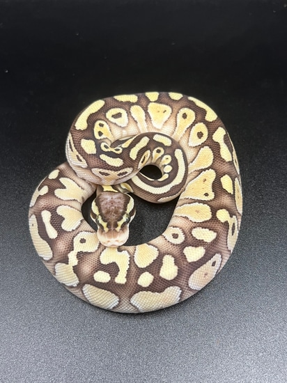 Pastel Motley Lesser Het Clown Ball Python by Region Reptile