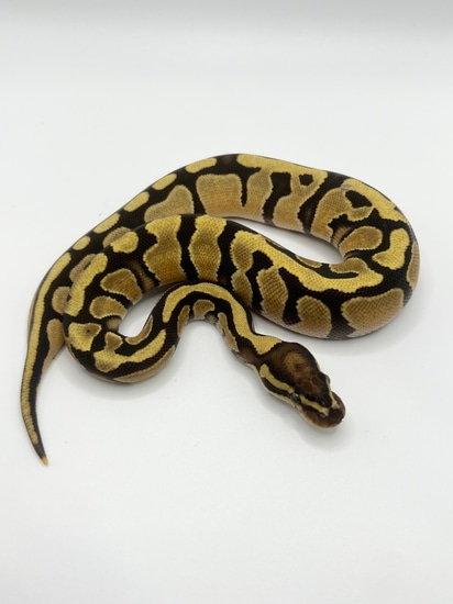 Enchi Blade Yellow Belly Het Clown Ball Python by Region Reptile
