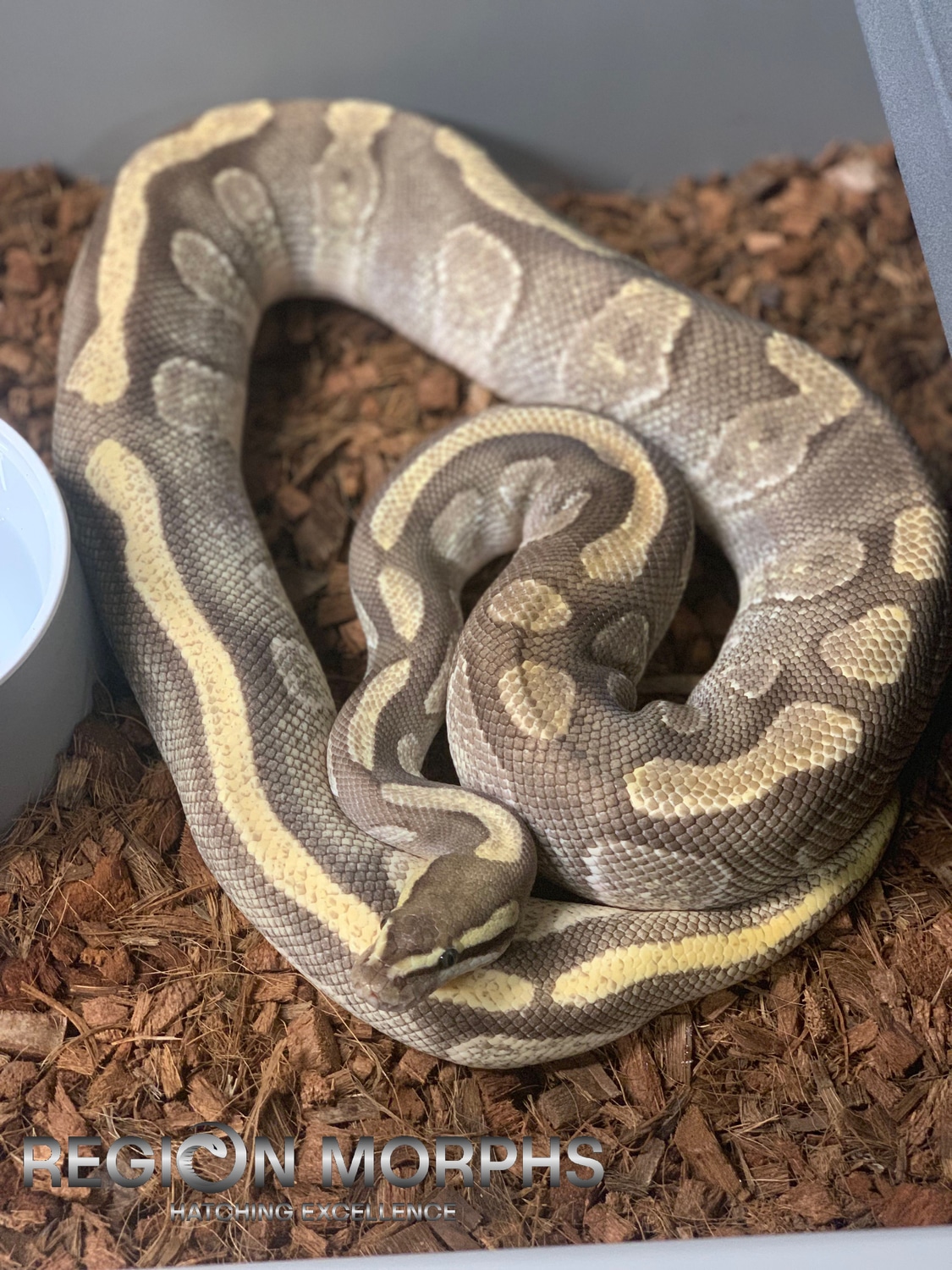 Fire Enchi Mojave Ball Python by Region Morphs - MorphMarket