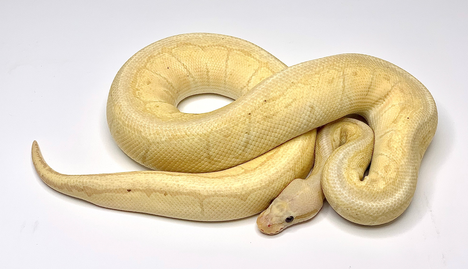 Banana Pinstripe Ball Python by Region Morphs - MorphMarket