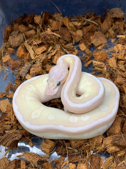 Banana Soul Sucker Ball Python by Region Morphs