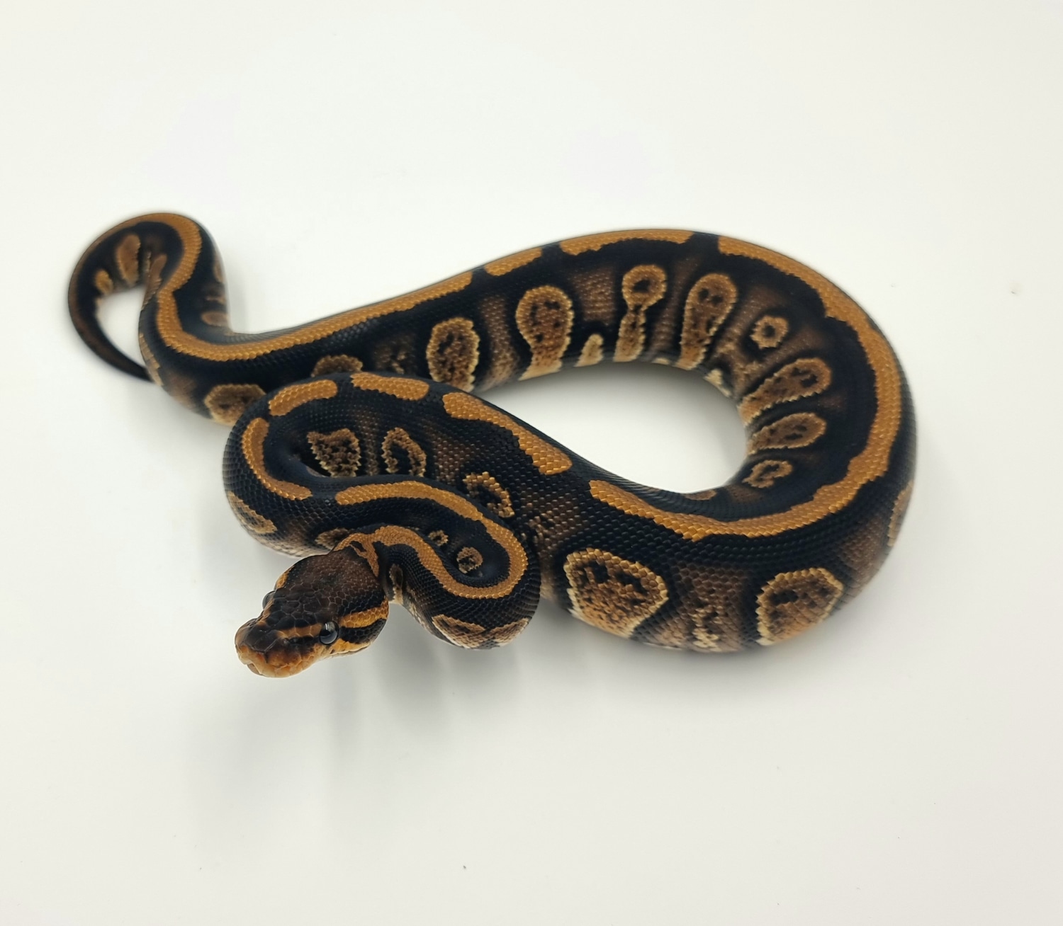 Stranger Het Clown Ball Python by Regius Zone - MorphMarket
