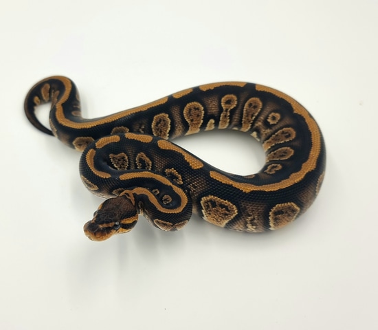Stranger Het Clown Ball Python by Regius Zone