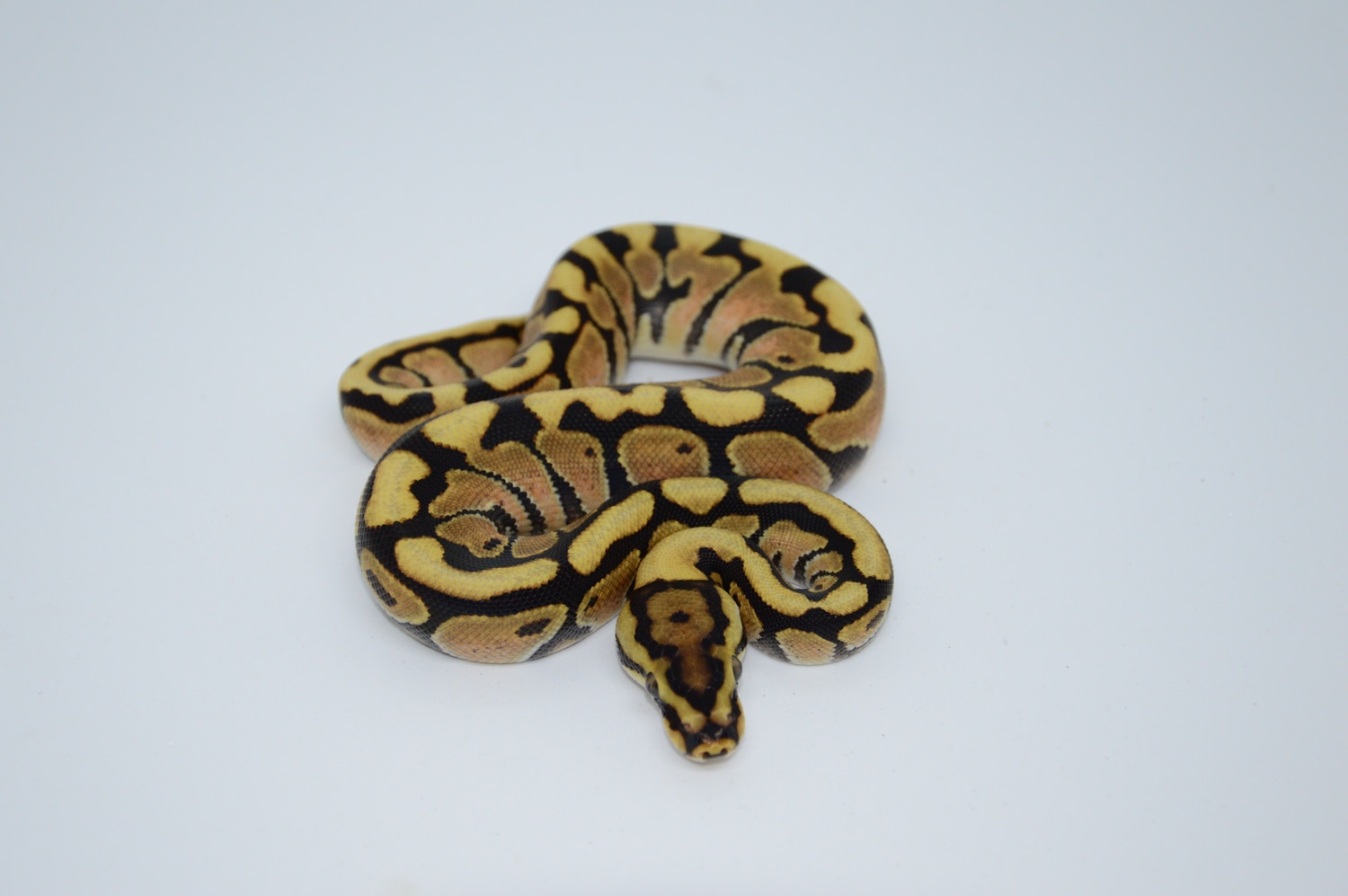 Spotnose Enchi Redstripe Het Clown Ball Python by Regius Project ...