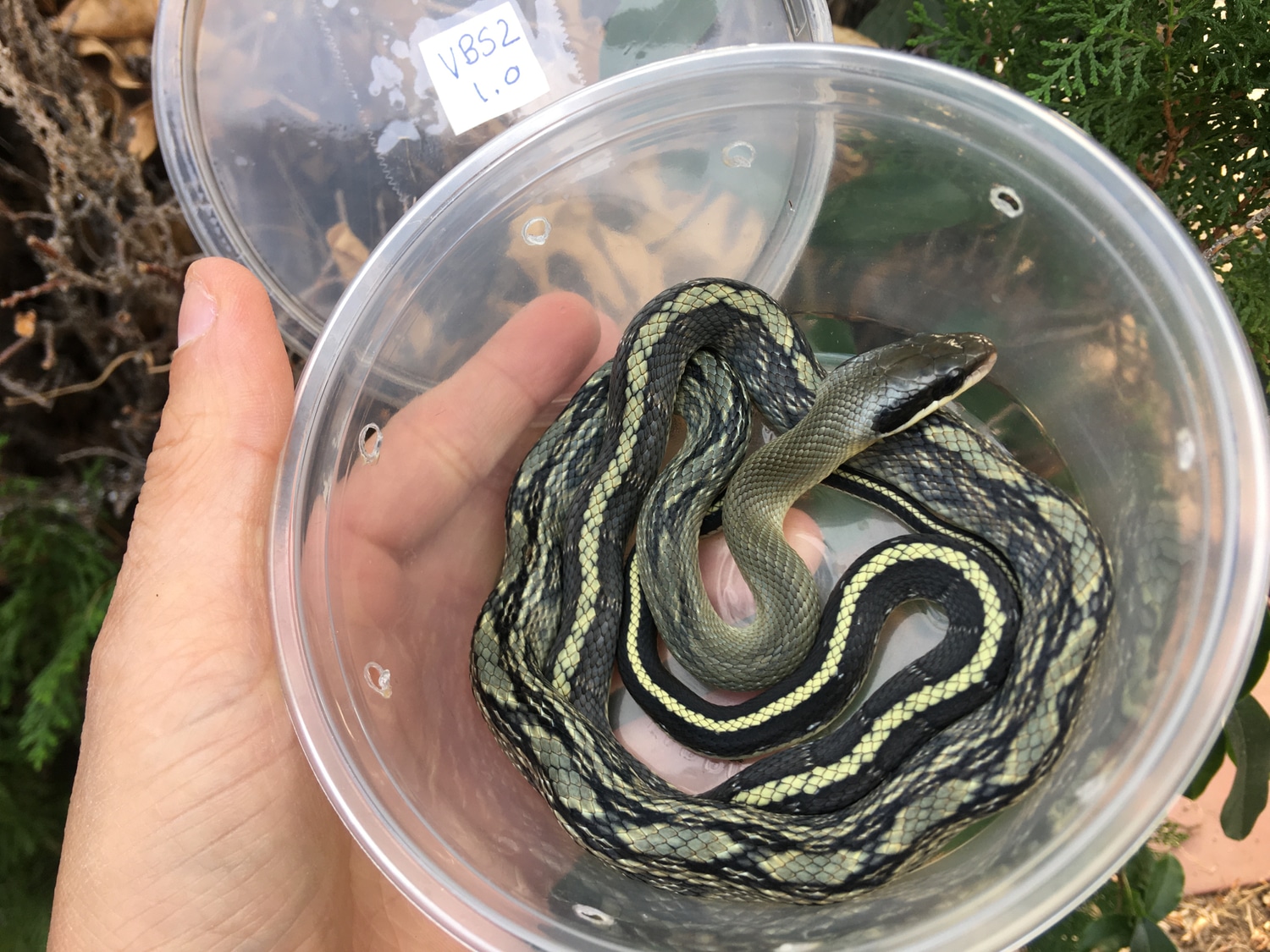 Vietnamese Blue Beauty Rat Snake by Ōna’s Exotics - MorphMarket