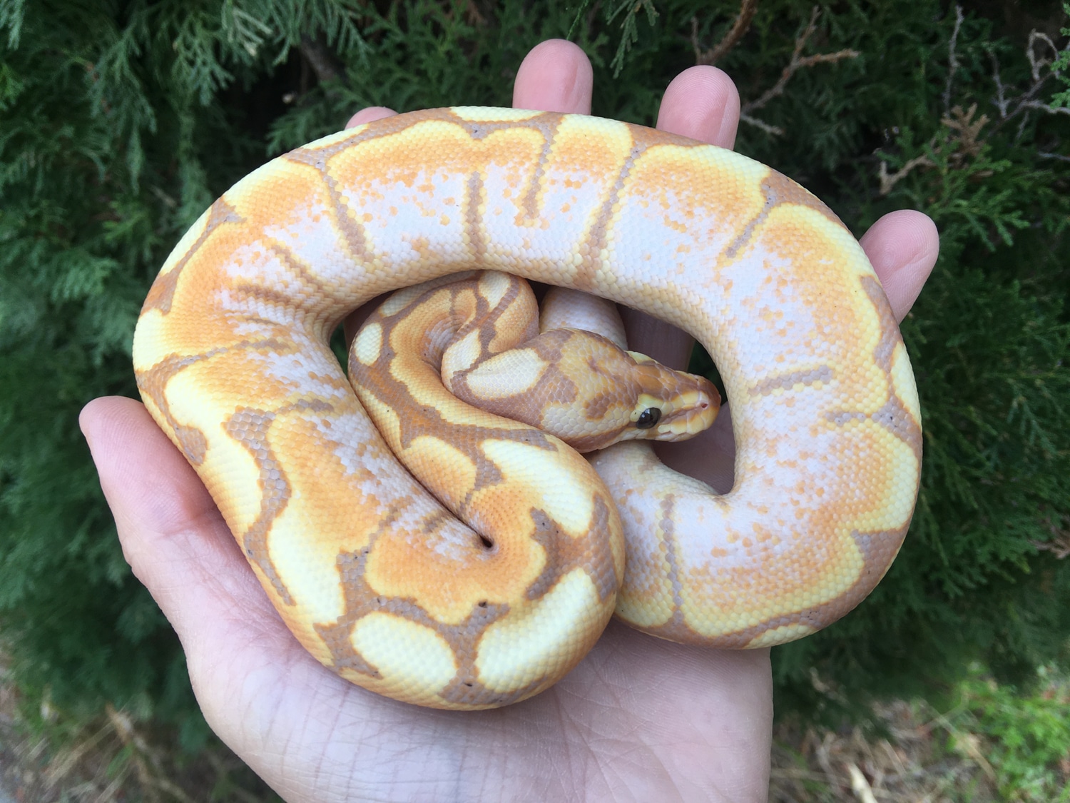 Banana Spider Ball Python by Ōna’s Exotics - MorphMarket