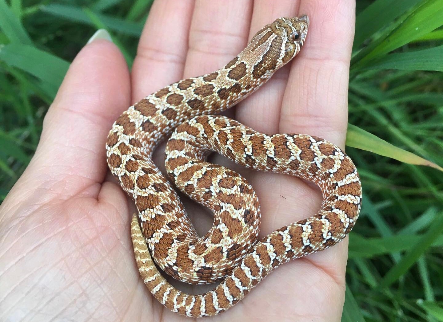 Normal Hognose Western Hognose by Ōna’s Exotics - MorphMarket