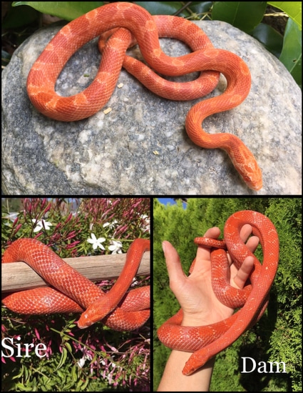 Cayenne Fire Corn Snake by Ōna’s Exotics