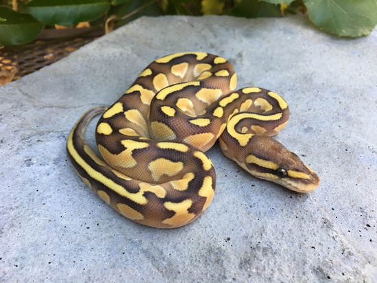 Lesser Het Lavender Albino Ball Python by Ōna’s Exotics