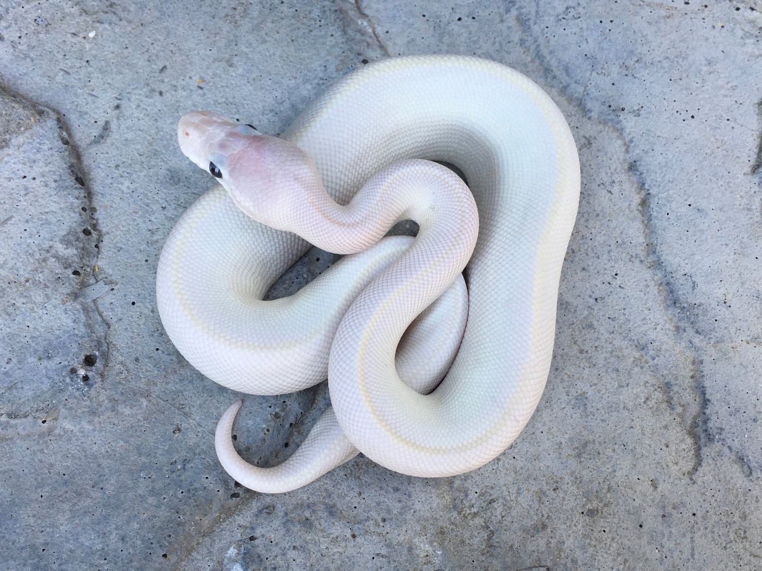 Blue Eyed Lucy Ball Python by Ōna’s Exotics - MorphMarket