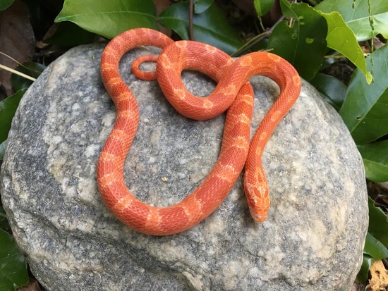 Cayenne Fire Corn Snake by Ōna’s Exotics