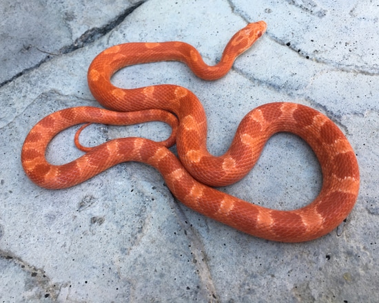 Cayenne Fire Corn Snake by Ōna’s Exotics