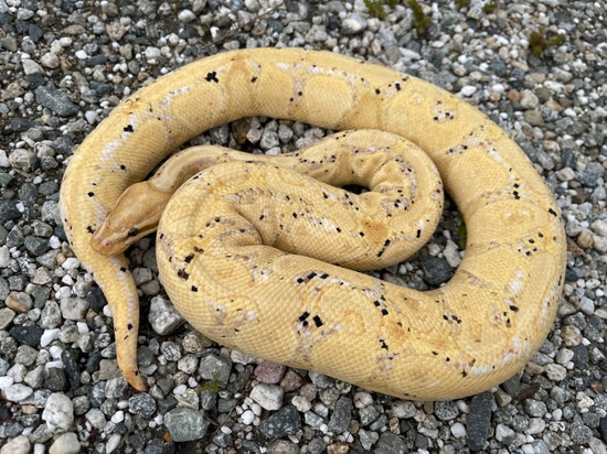 Banana Yellow Belly Ball Python by Ōna’s Exotics