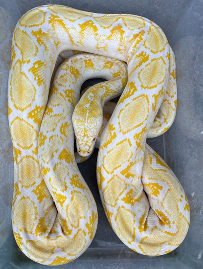 Proven White Phase Albino Reticulated Python by Ōna’s Exotics