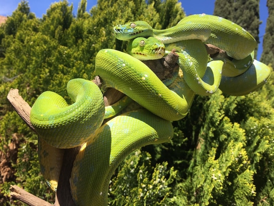 Aru Green Tree Pythons by Ōna’s Exotics