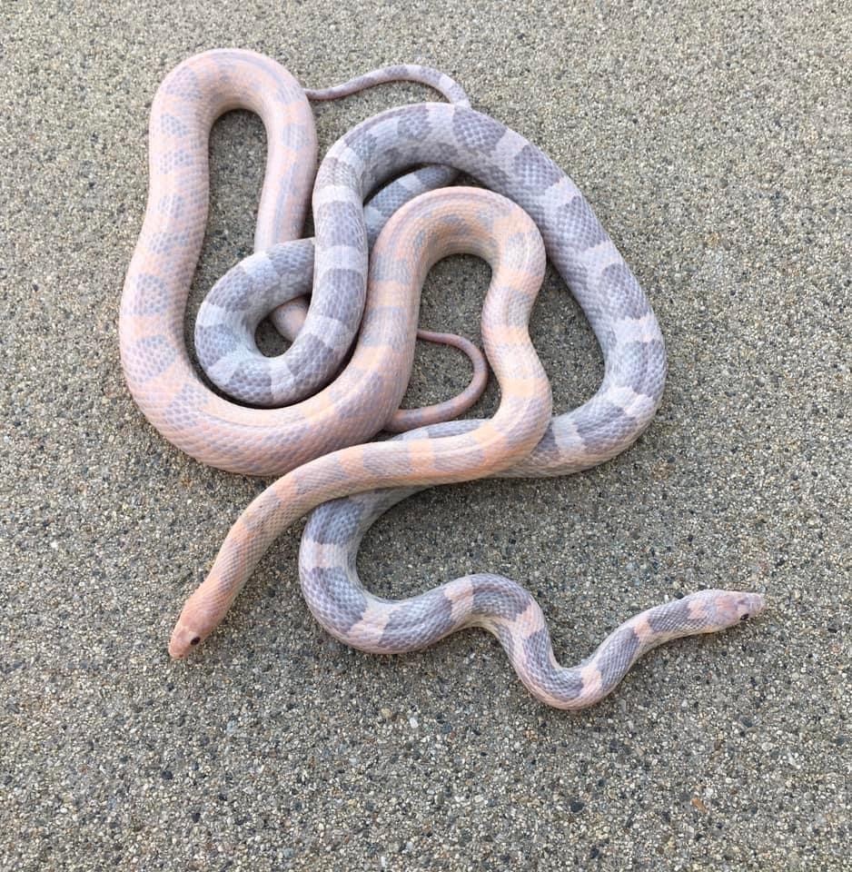 Orchid Corn Snake by Ōna’s Exotics - MorphMarket