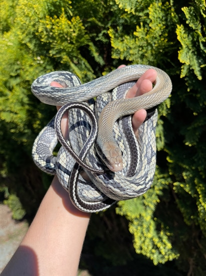 Vietnamese Blue Beauty Beauty Rat Snake by Ōna’s Exotics
