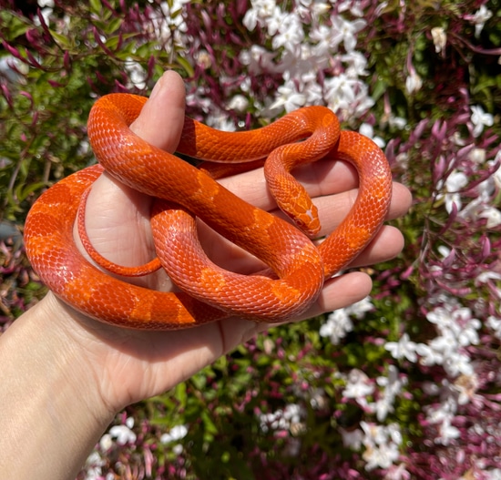 Cayenne Fire Corn Snake by Ōna’s Exotics