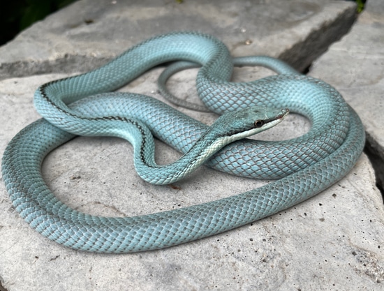Adult Blue Baron’s Racer More Colubrid by Ōna’s Exotics