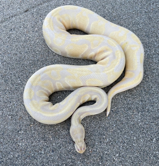 Proven Lavender Ball Python by Ōna’s Exotics