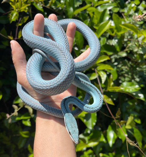 Adult Blue Baron’s Racer More Colubrid by Ōna’s Exotics