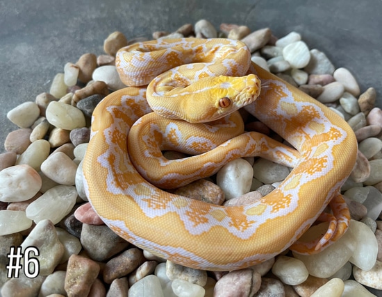 White Phase Albinos Reticulated Python by Ōna’s Exotics