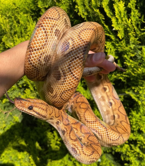 Adult Virgin Hypo Brazilian Rainbow Boa by Ōna’s Exotics