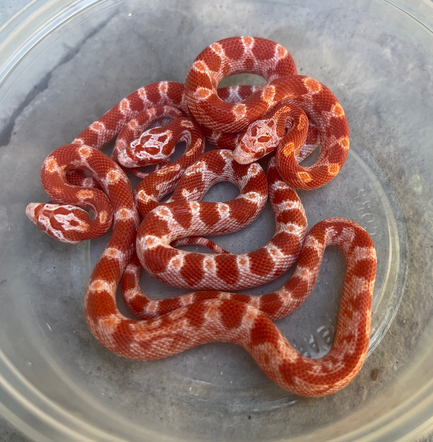 Cayenne Fires Corn Snake by Ōna’s Exotics - MorphMarket