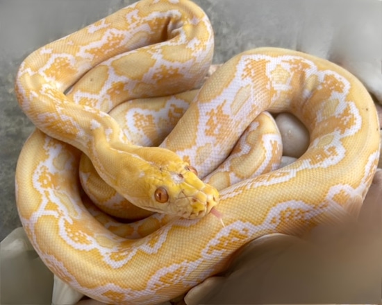 White Phase Albino Reticulated Python by Ōna’s Exotics