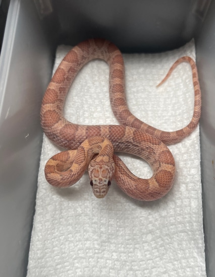 Orchid Pair Corn Snake by Ōna’s Exotics