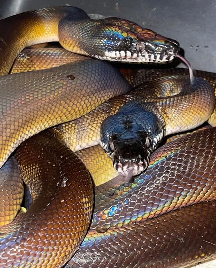 Northern WLP Pair White-Lipped Python by Ōna’s Exotics
