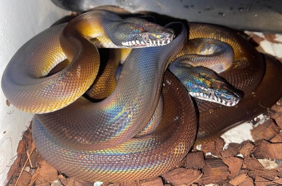 Northern WLP Pair White-Lipped Python by Ōna’s Exotics