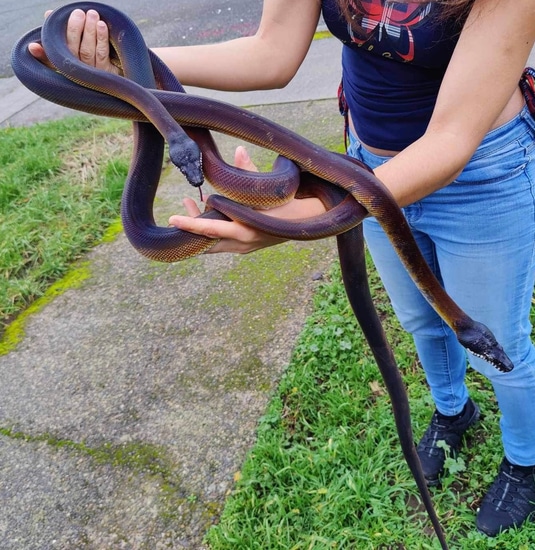 Northern WLP Pair White-Lipped Python by Ōna’s Exotics
