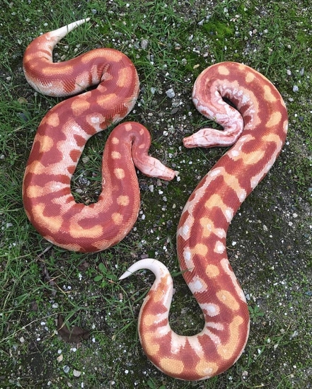 T-Albino Pair Blood Python by Ōna’s Exotics