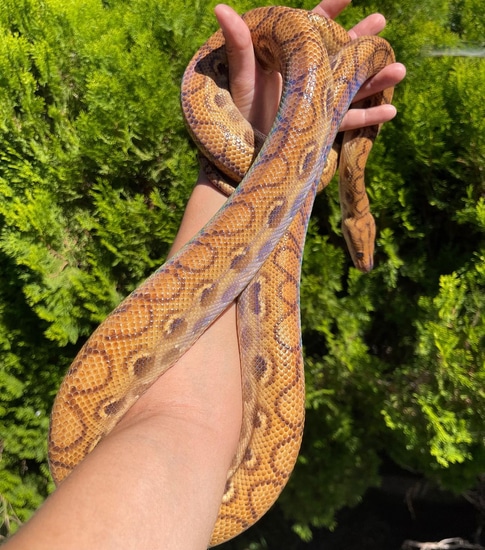 Adult Hypo Brazilian Rainbow Boa by Ōna’s Exotics