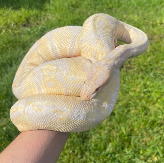 Lavender Albino Ball Python by Ōna’s Exotics