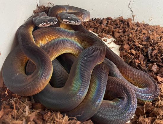 Adult Pair Northern White Lipped Pythons White-Lipped Python by Ōna’s ...